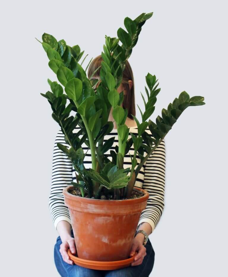 Best Year-Round Indoor Plants: Hardy, Low-Maintenance Greenery - Bloomscape