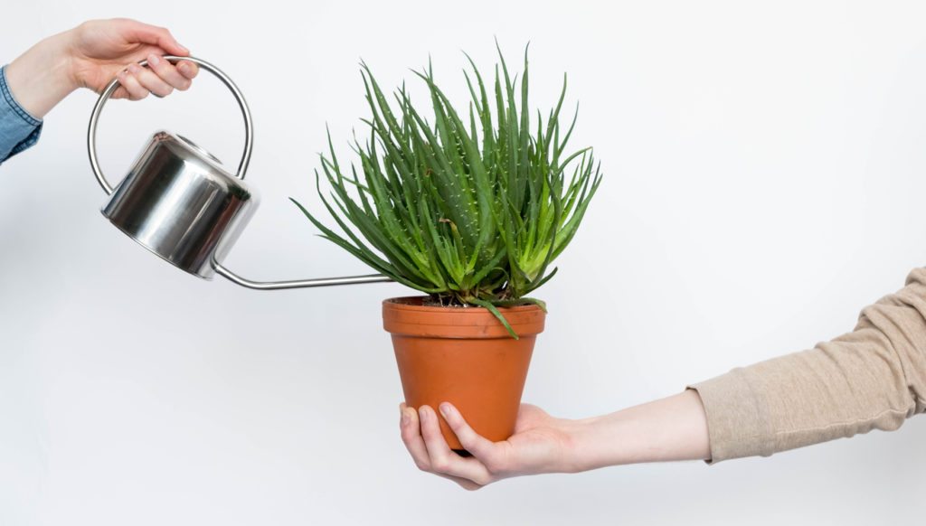 5 Telltale Signs of Overwatered Plants | Bloomscape