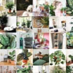 Welcoming Your New Plant Home | Bloomscape