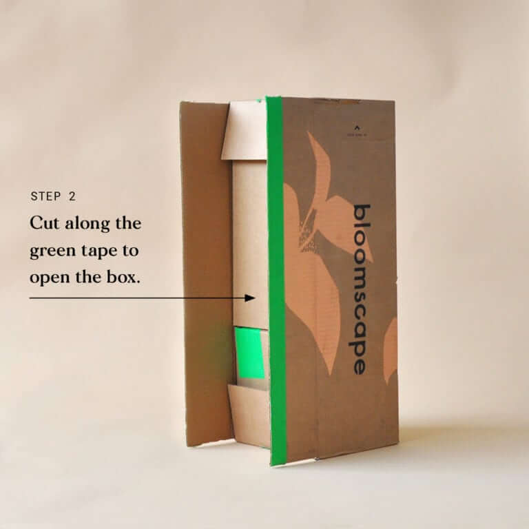 Welcoming Your New Plant Home | Bloomscape