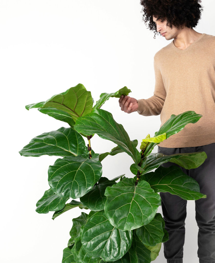 Buy Potted Fiddle Leaf Fig Indoor Plant | Bloomscape