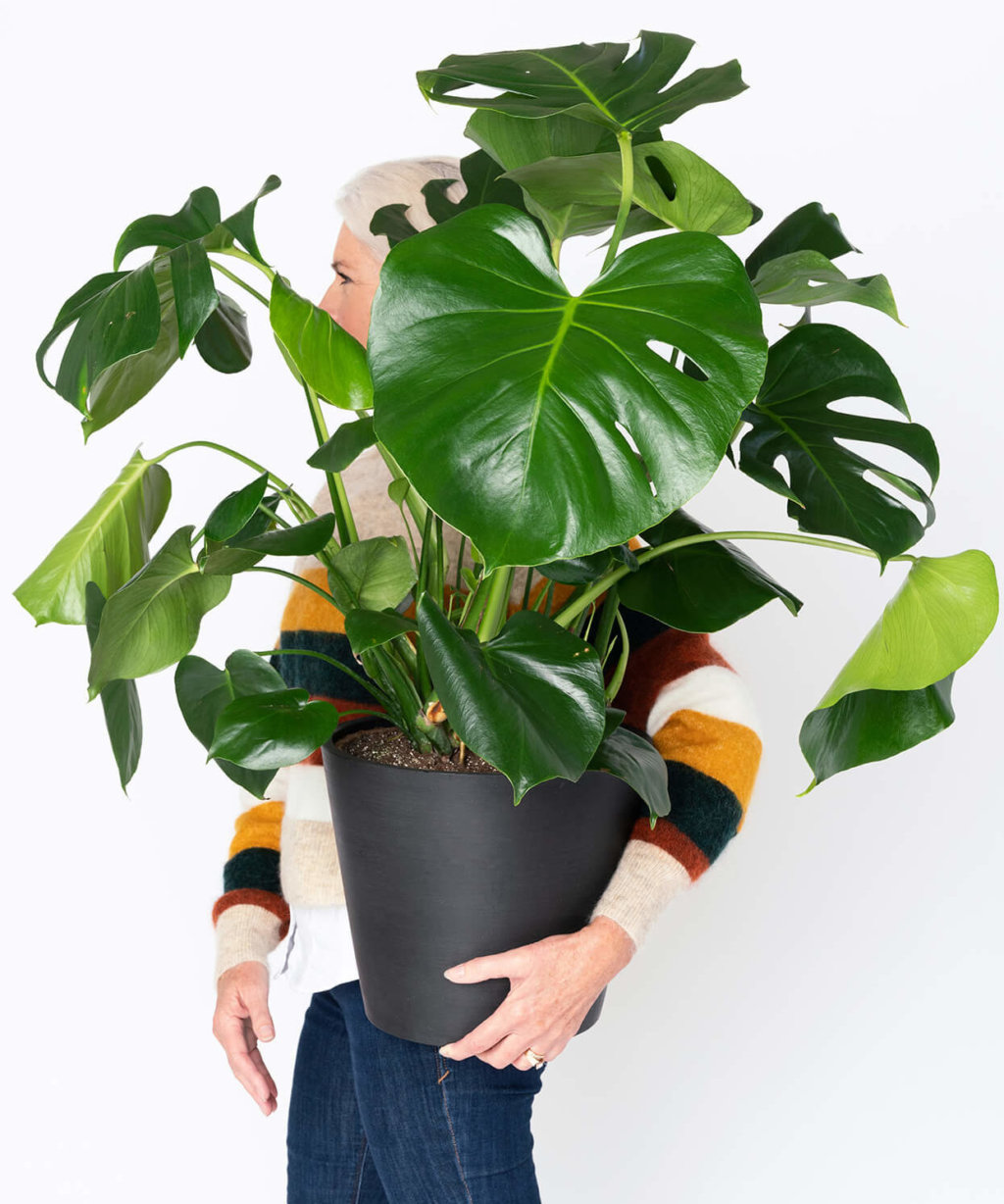 Buy Potted Monstera Indoor Plant | Bloomscape
