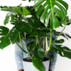 Buy Large, Potted Monstera Indoor Plant | Bloomscape