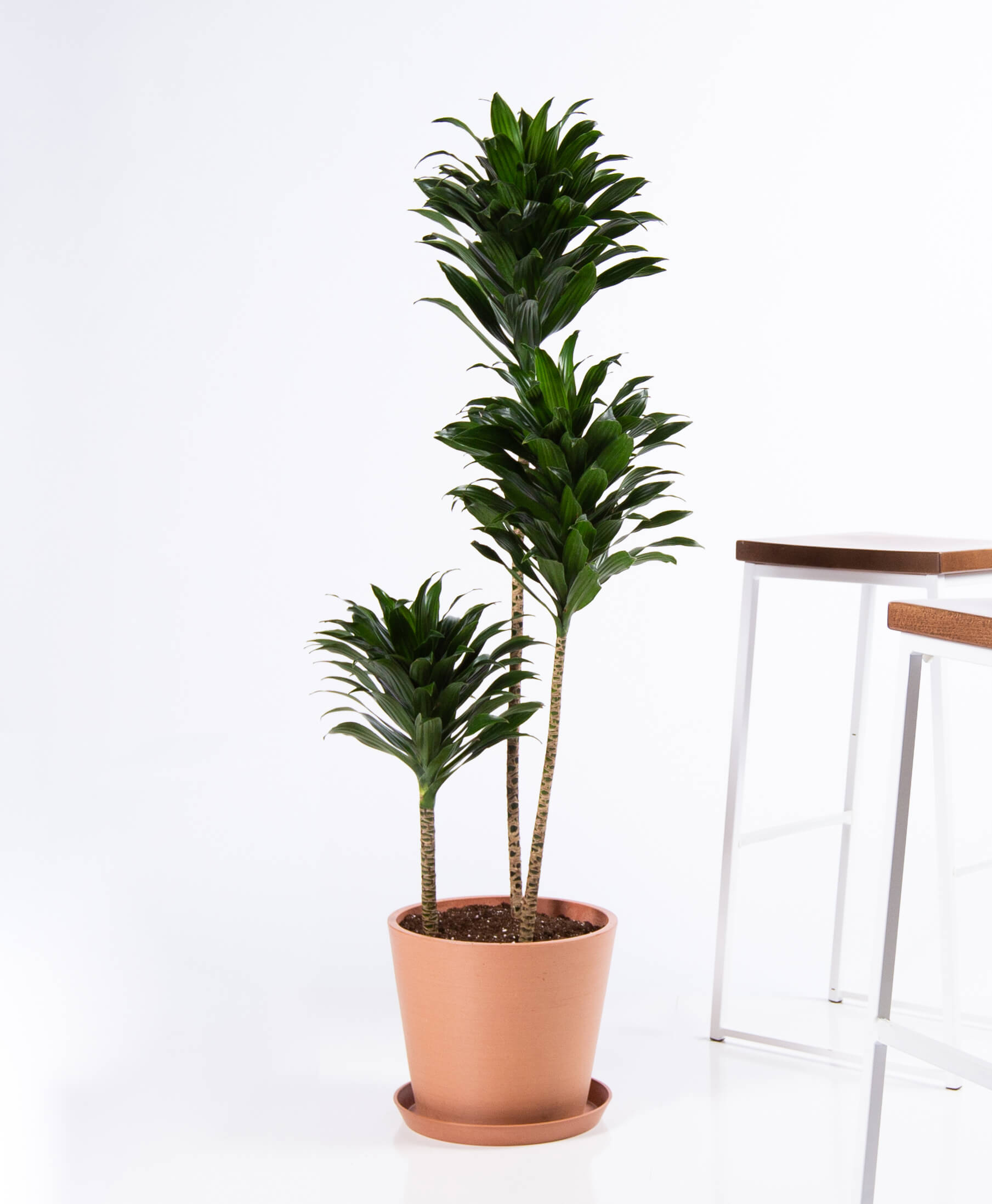 Dracaena Janet Craig Flower