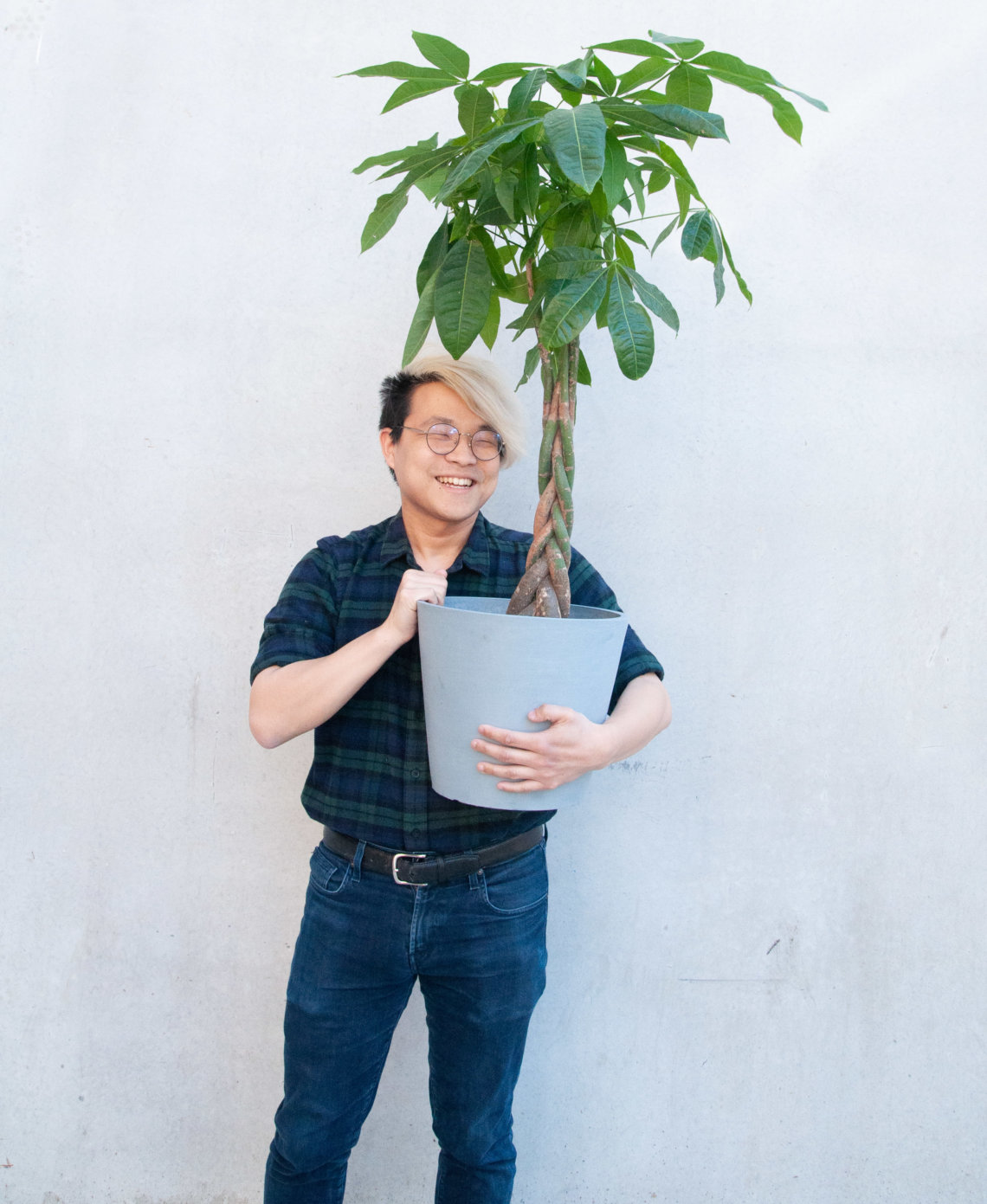 Buy Potted Money Tree Indoor Plant | Bloomscape