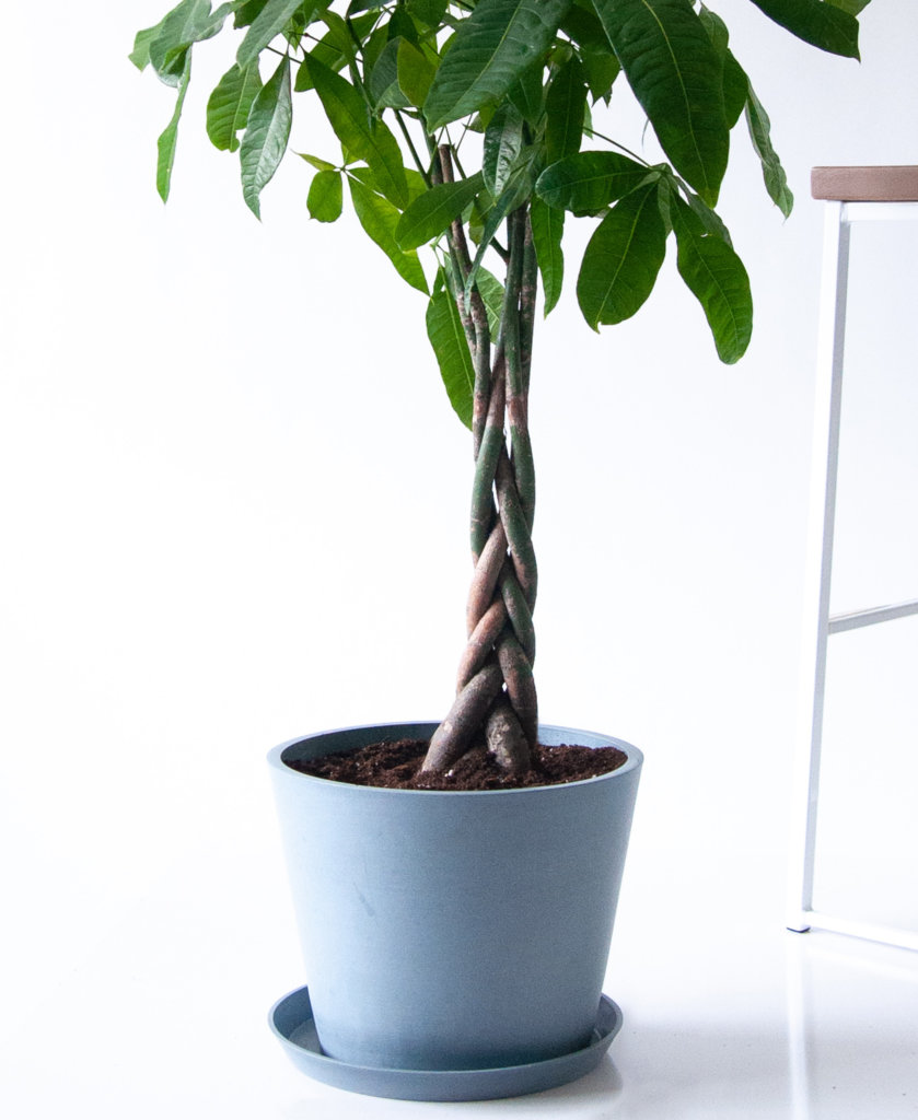 Buy Large, Potted Money Tree Indoor Plant | Bloomscape
