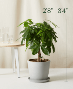 Buy Potted Money Tree Indoor Plant | Bloomscape
