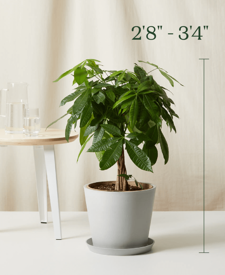 Buy Potted Money Tree Indoor Plant | Bloomscape