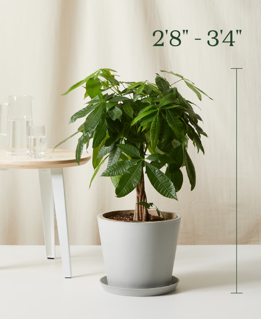 Buy Potted Money Tree Indoor Plant | Bloomscape