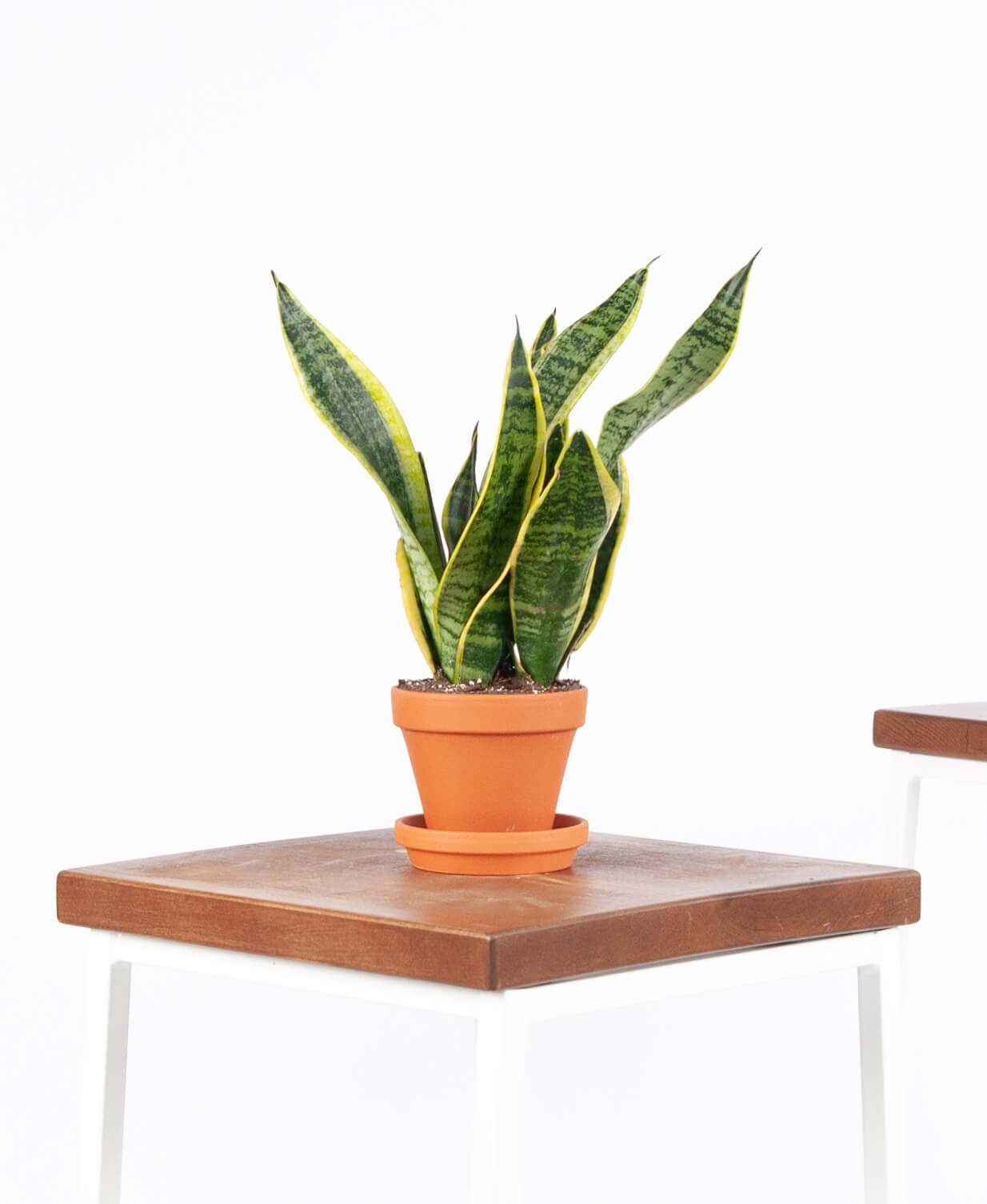 Tough Stuff Collection | Bloomscape