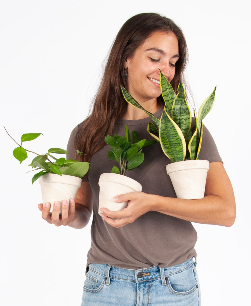 Indoor & Outdoor Houseplant Care Basics | Bloomscape