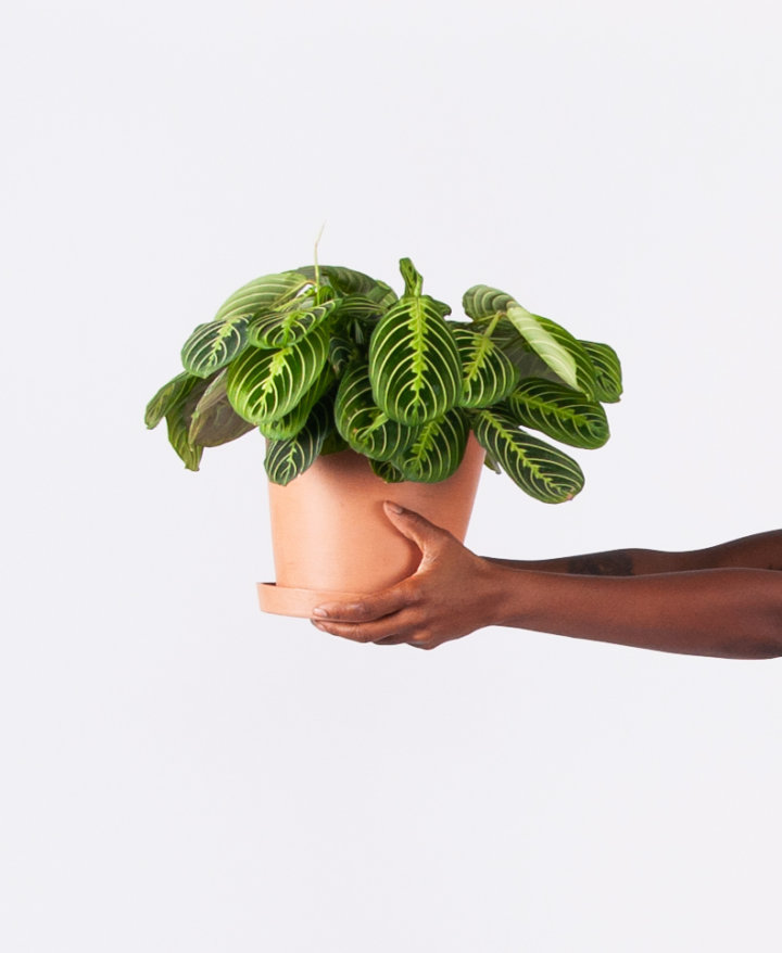 Buy Medium, Potted Neon Prayer Plant Indoor Plant | Bloomscape