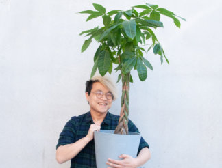 The Money Tree Plant: Symbolism and Benefits | Bloomscape