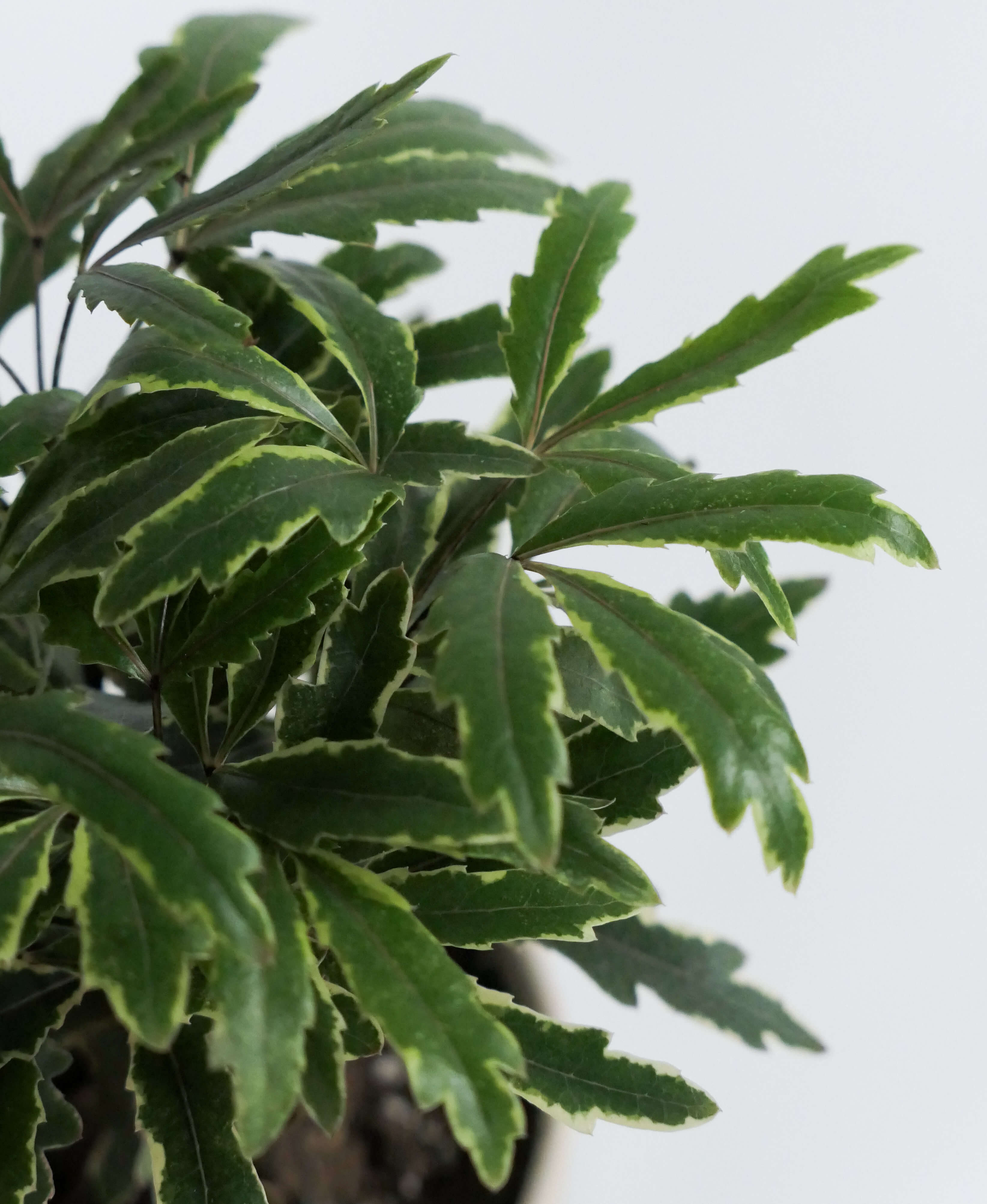 Aralia Dizygotheca Bianca Factory Sale | dntu.edu.vn