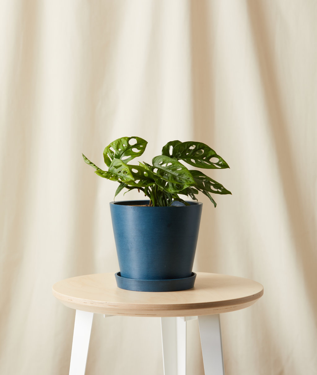 Buy Potted Monstera Adansonii Indoor Plant | Bloomscape