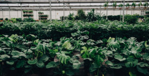 Indoor Plants That Promote Luck, Wealth, And Prosperity This Lunar New ...