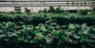Indoor Plants That Promote Luck, Wealth, And Prosperity This Lunar New ...