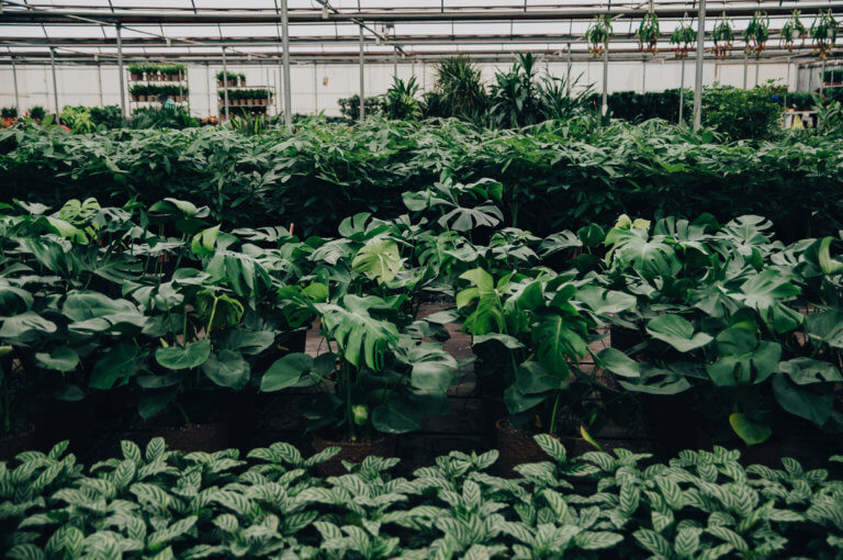 Fact or Myth: Does Music Affect Plant Growth? - Bloomscape