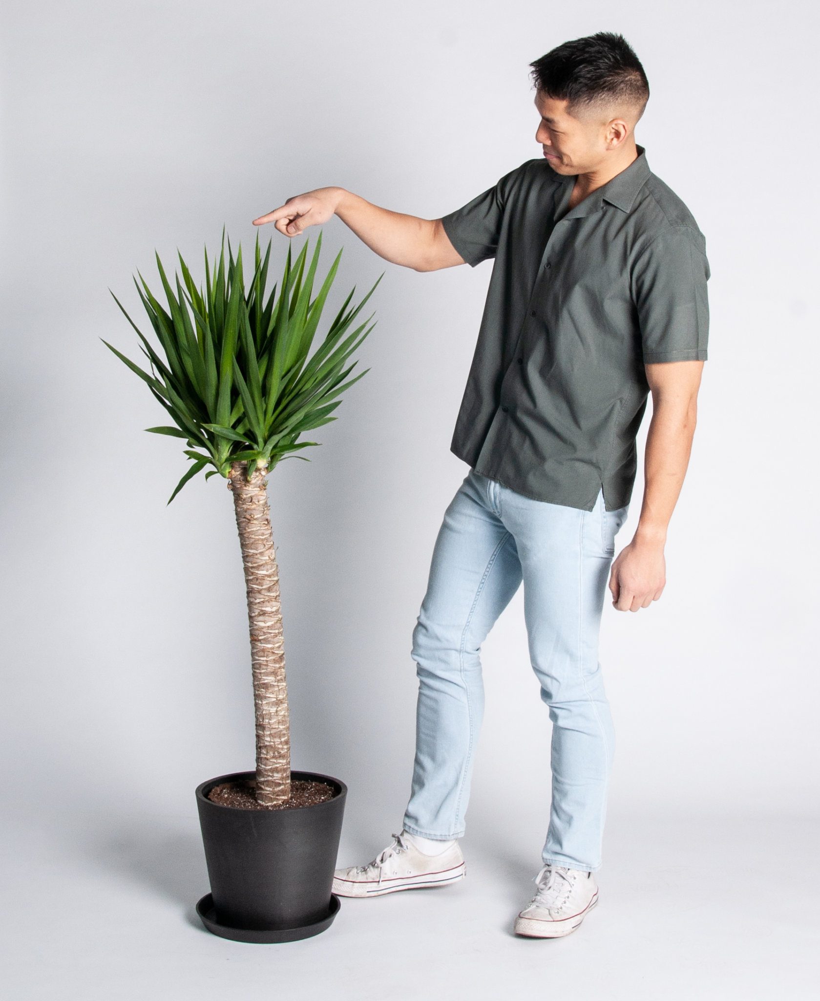 Buy Extra Large, Potted Yucca Cane Indoor Plant | Bloomscape