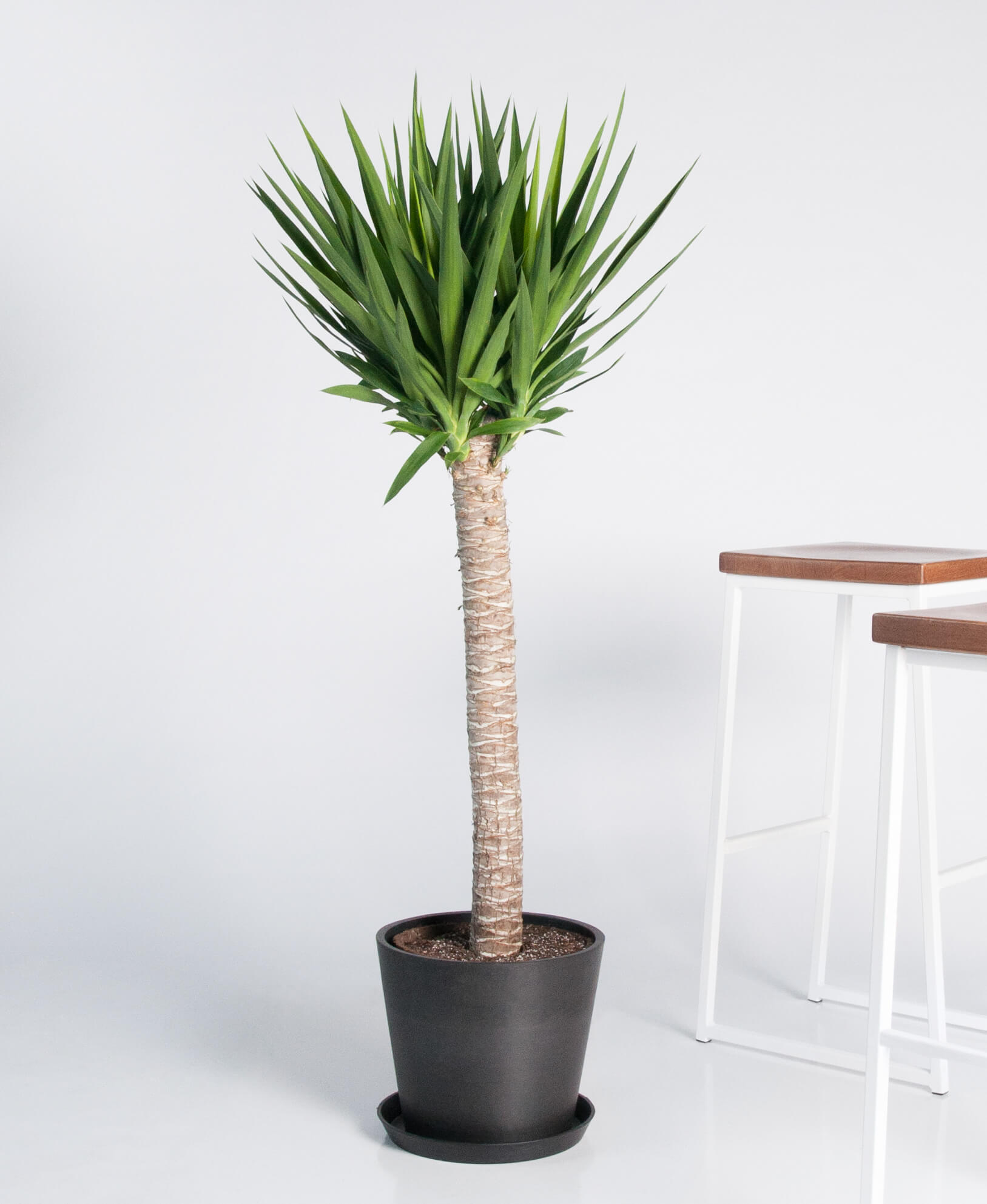 Buy Extra Large, Potted Yucca Cane Indoor Plant | Bloomscape