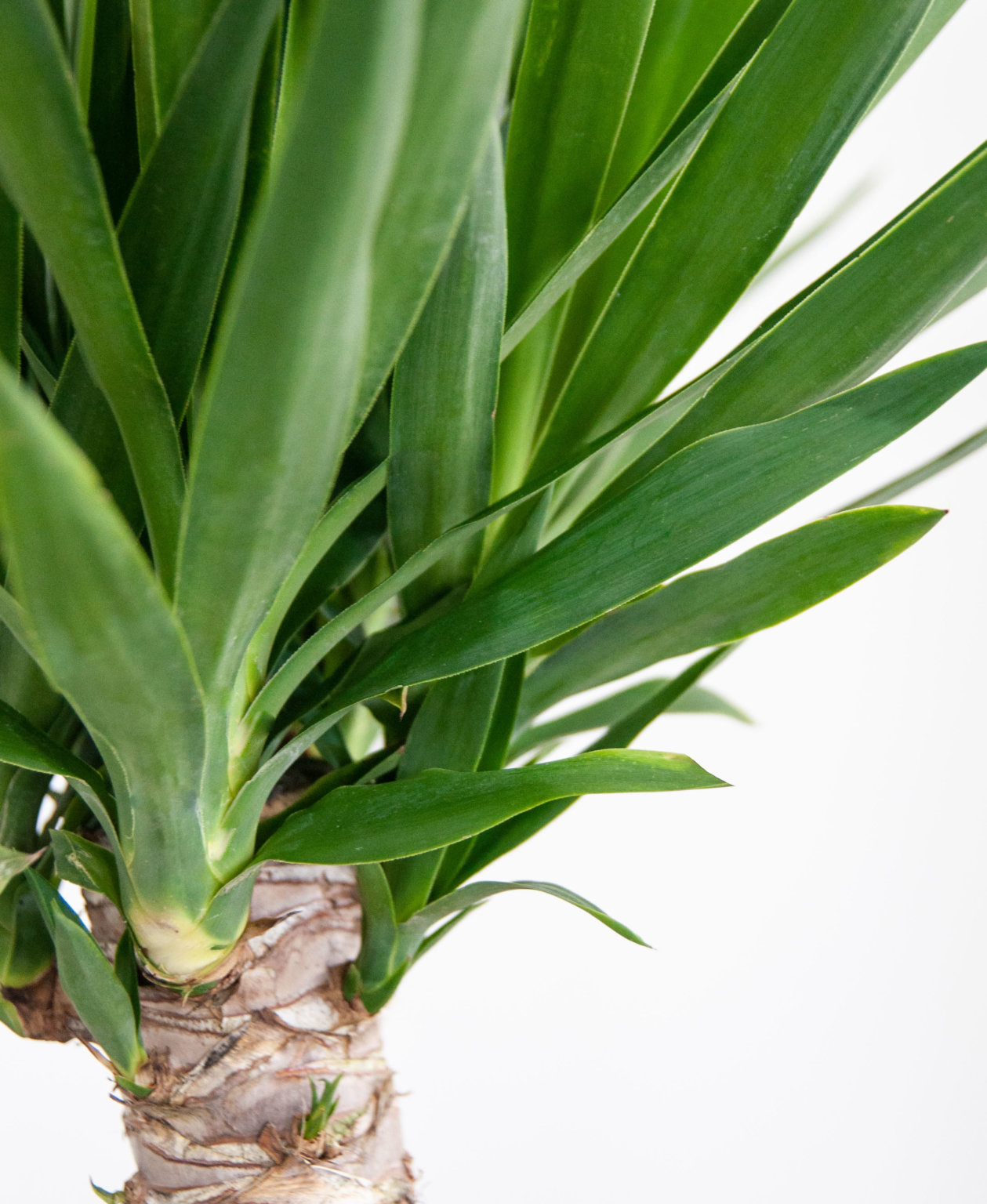 Buy Extra Large, Potted Yucca Cane Indoor Plant | Bloomscape