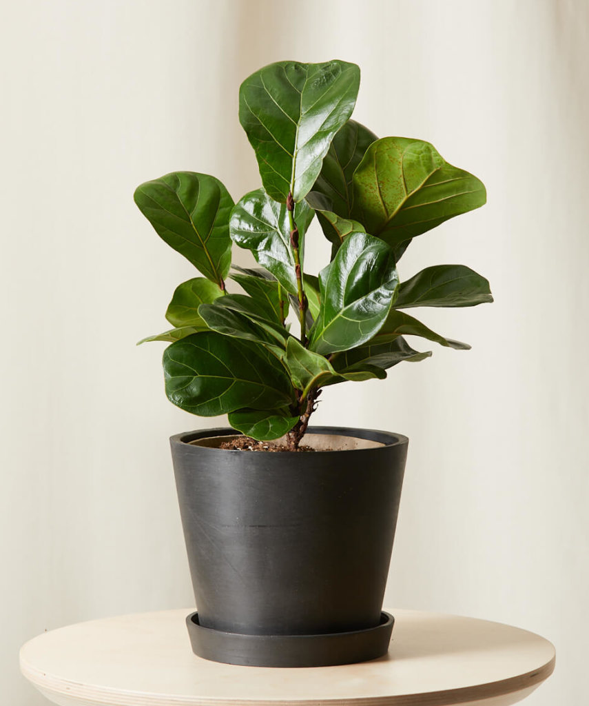 Fiddle Leaf Fig 101: How to Care for Fiddle Leaf Figs