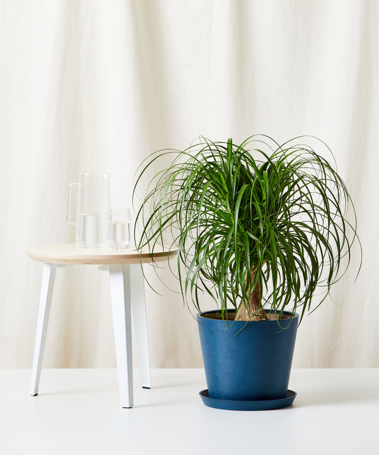 Ponytail Palm 101: How to Care for Ponytail Palms
