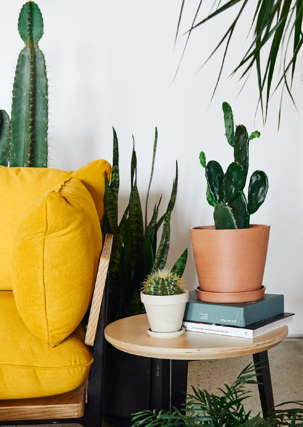 Indoor Cactus Care 101 For Thriving Cacti | Bloomscape