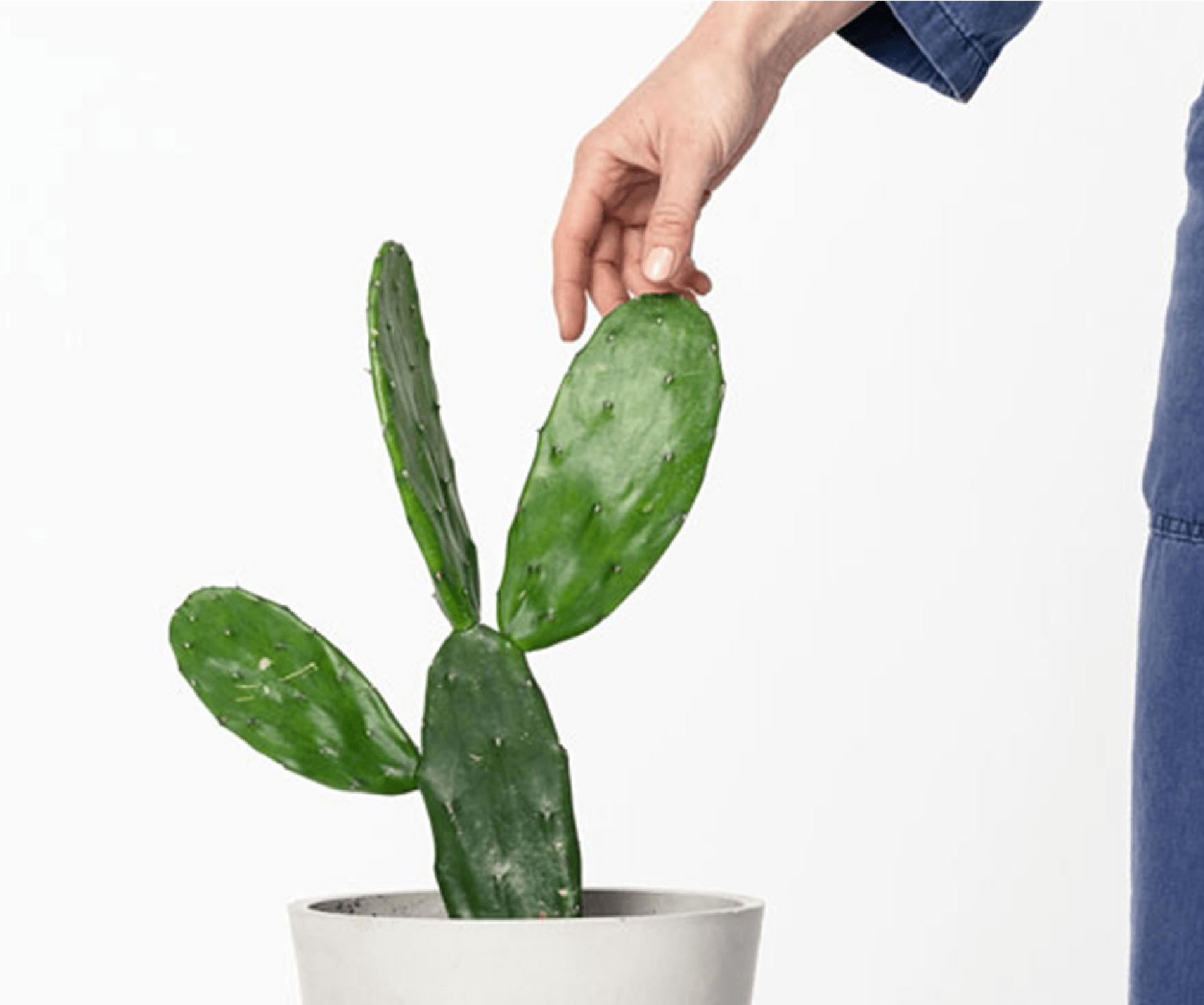 Indoor Cactus Care 101: How to Give Your Desert Dweller The Best Life ...