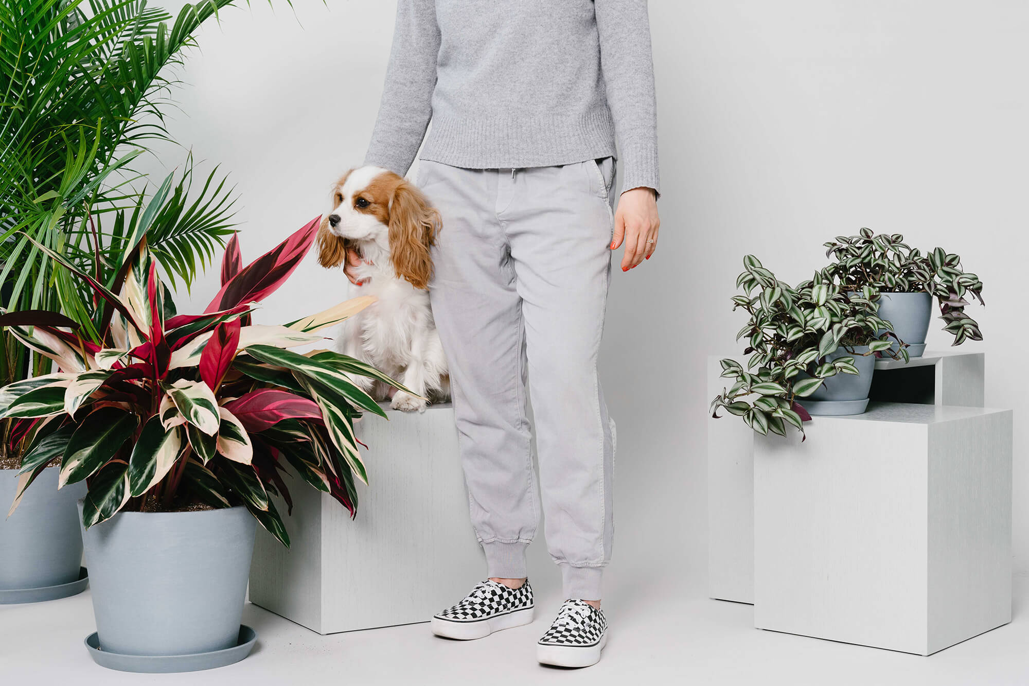 Bloomscape | Home Ready Plants Delivered to Your Door
