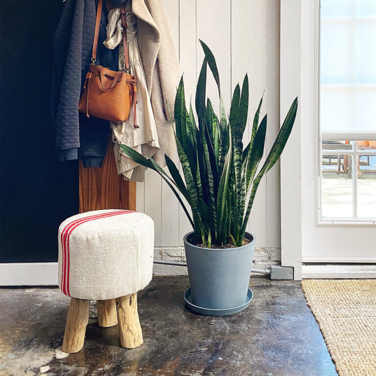 Fastia 101: How to Care for Fatsias | Bloomscape