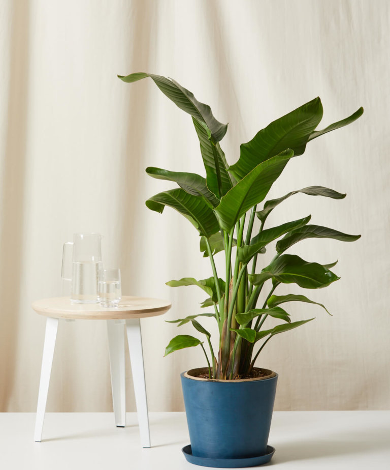 Bloomscape | Home Ready Plants Delivered to Your Door