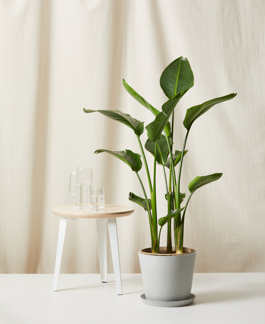 Monstera 101: How to Care for Monsteras | Bloomscape