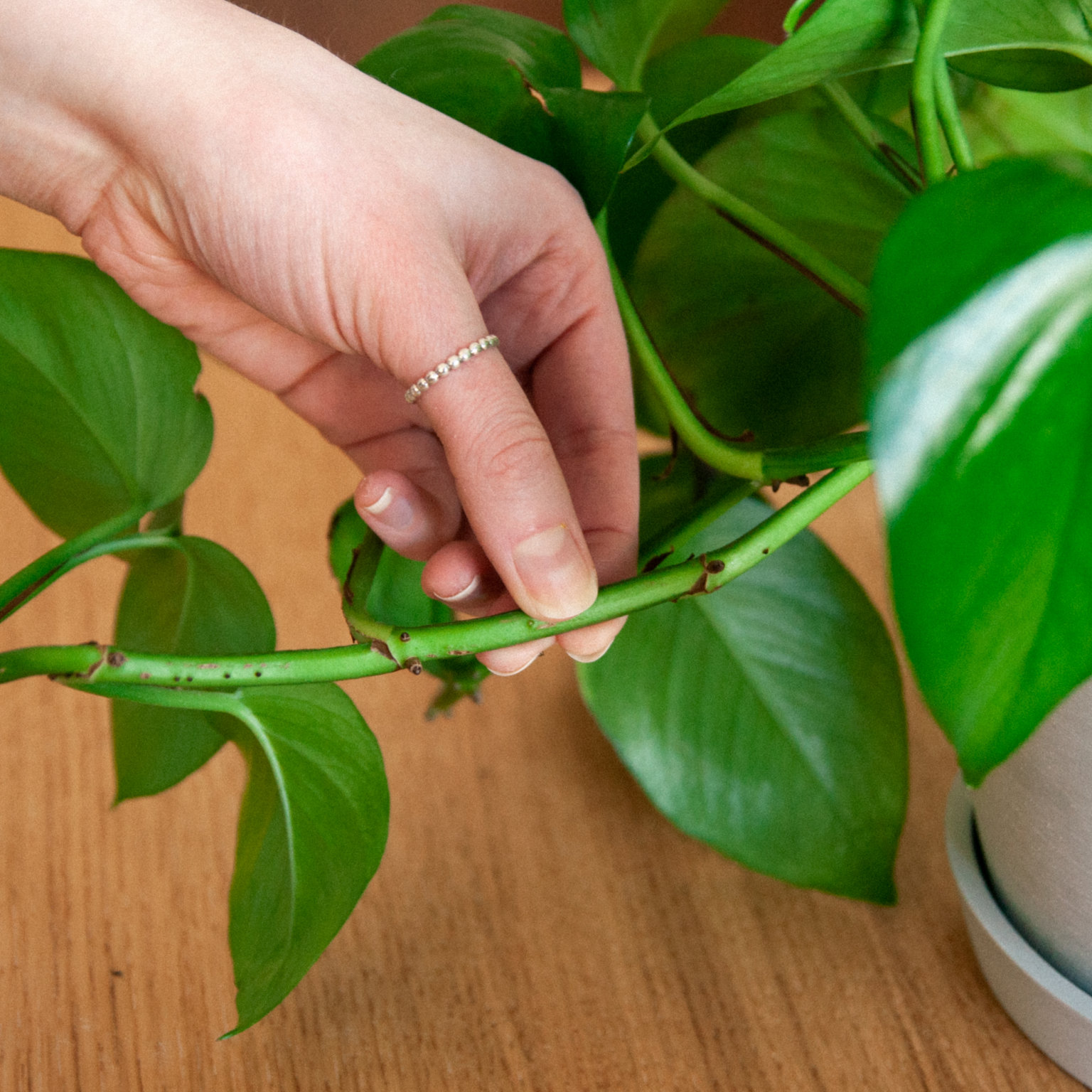 How to Propagate Trailing Plants in Water or Soil | Bloomscape