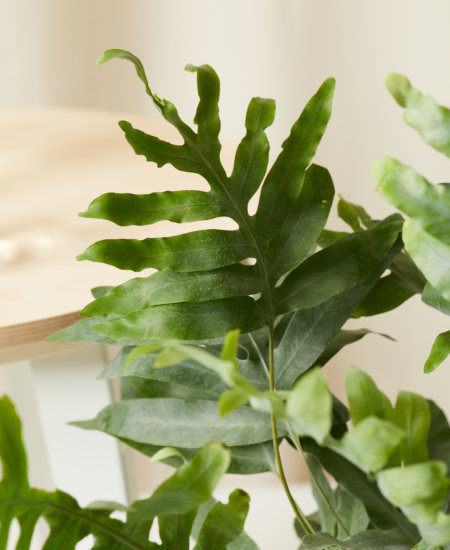 Buy Potted Blue Star Fern Indoor Plant | Bloomscape