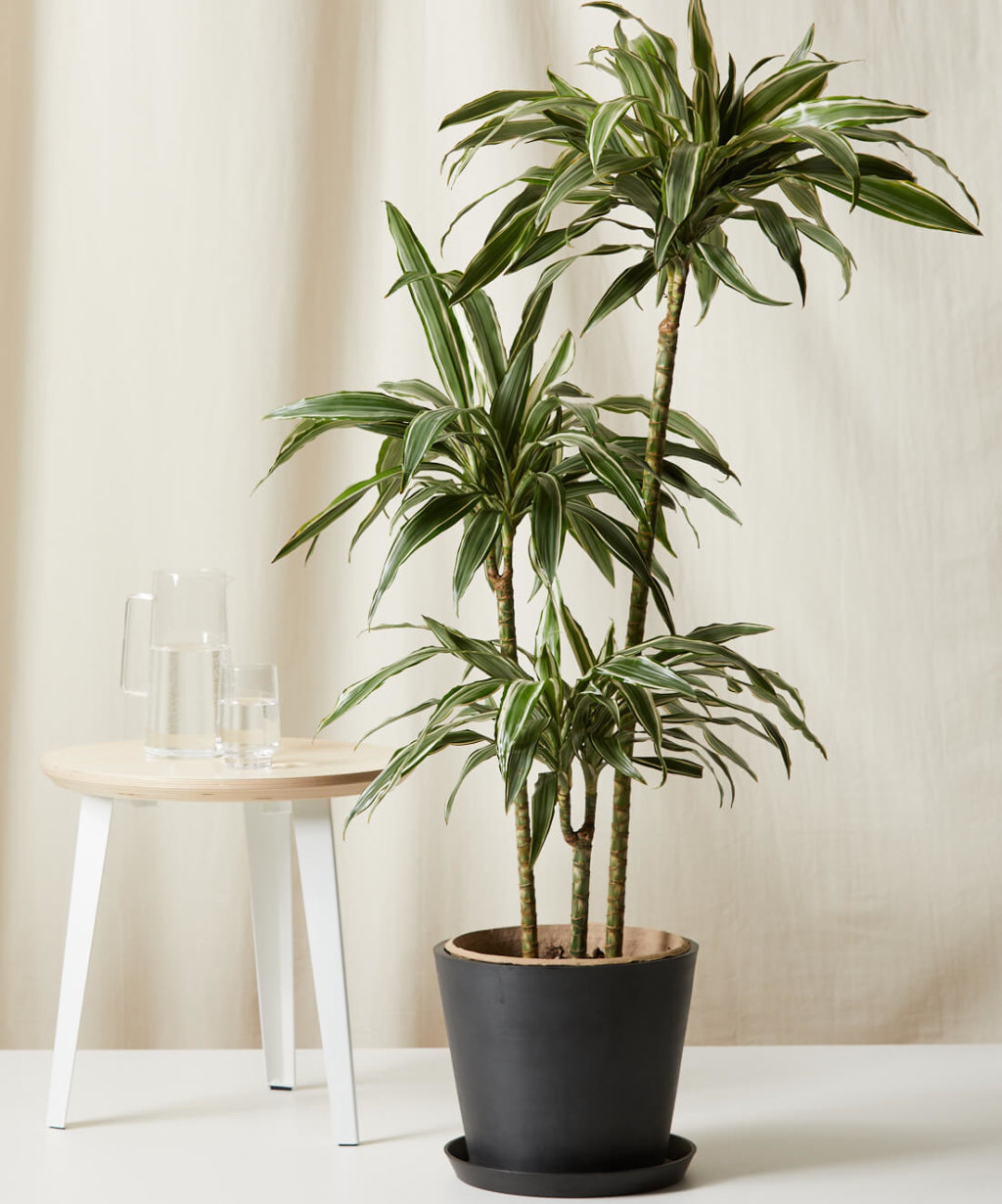 Buy Potted Dracaena Warneckii Indoor Plant | Bloomscape