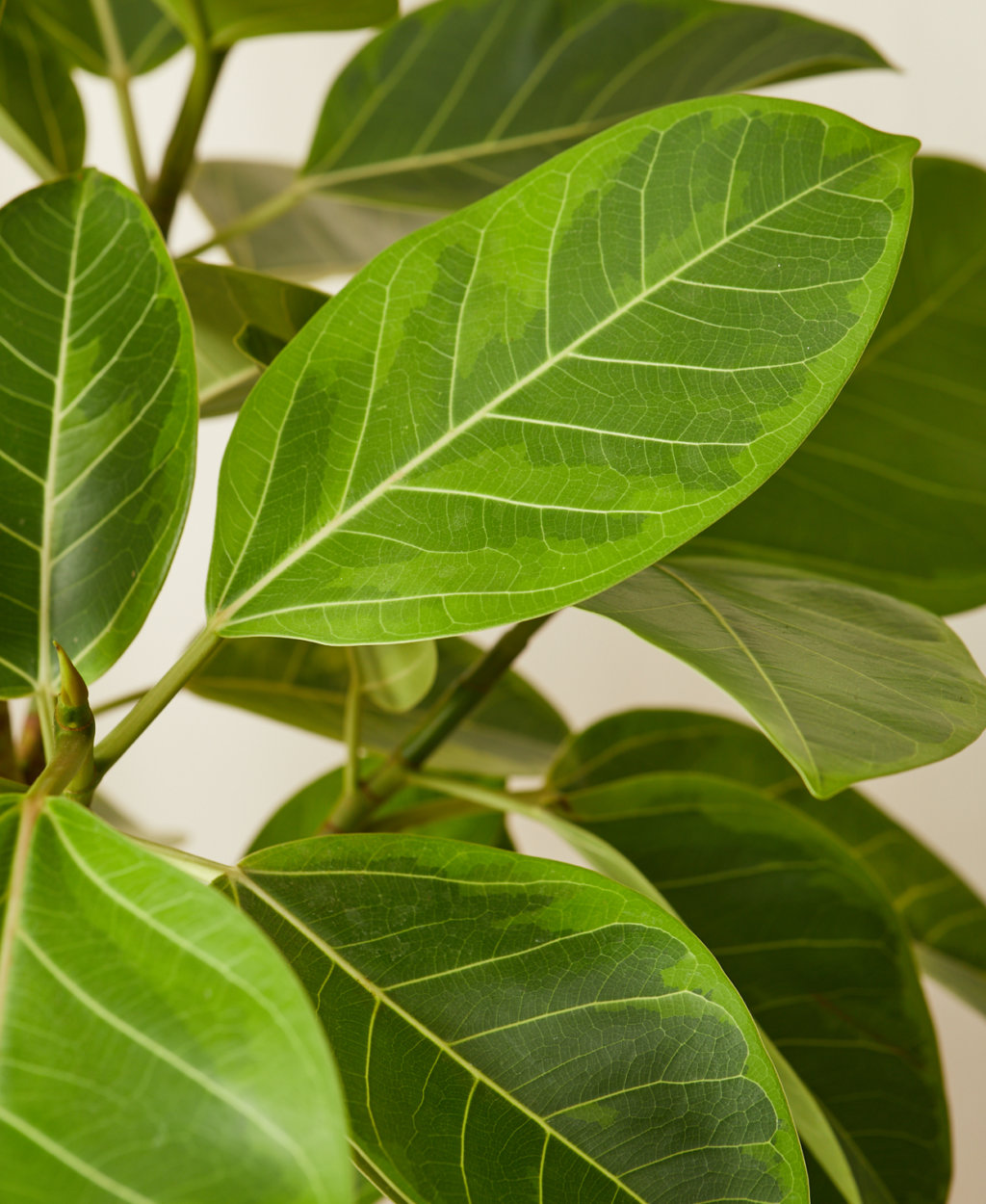 Buy Potted Ficus Altissima Indoor Plant | Bloomscape