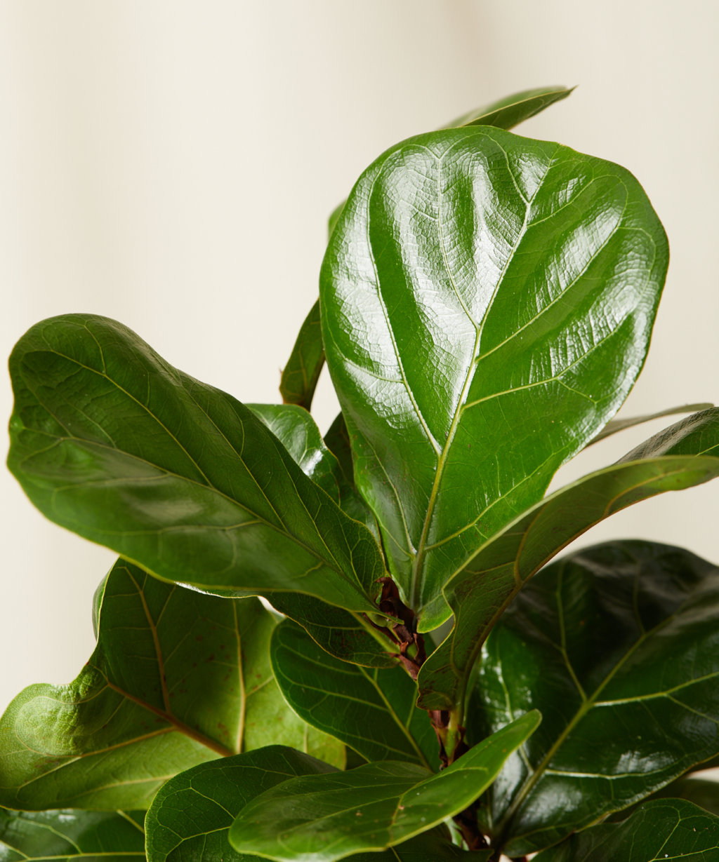 Buy Potted Little Fiddle Leaf Fig Indoor Plant | Bloomscape