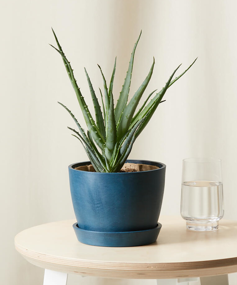 Aloe 101: How to Care for Aloe | Bloomscape