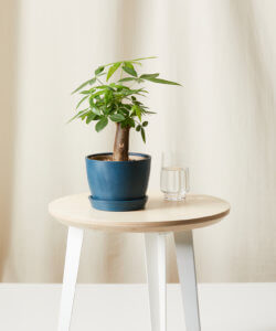 The Money Tree Plant: Symbolism and Benefits | Bloomscape