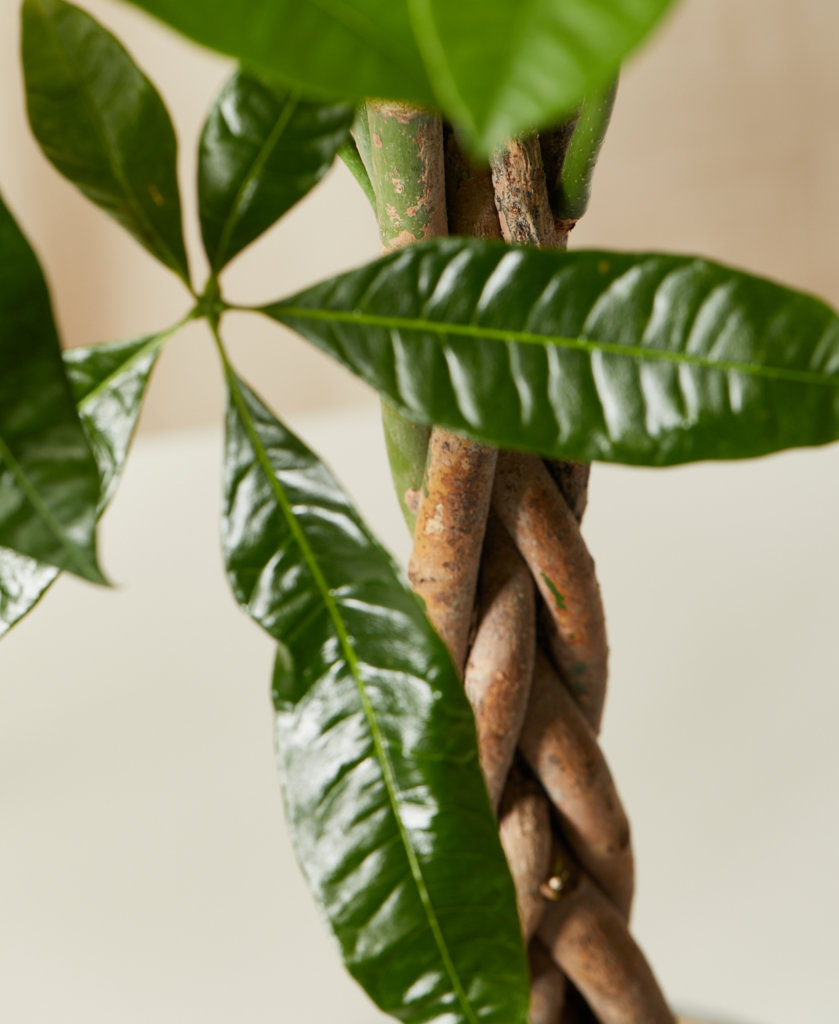 Buy Potted Money Tree Indoor Plant | Bloomscape