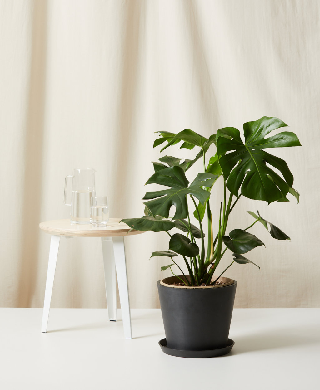 Money Tree 101: How to Care for Money Trees | Bloomscape