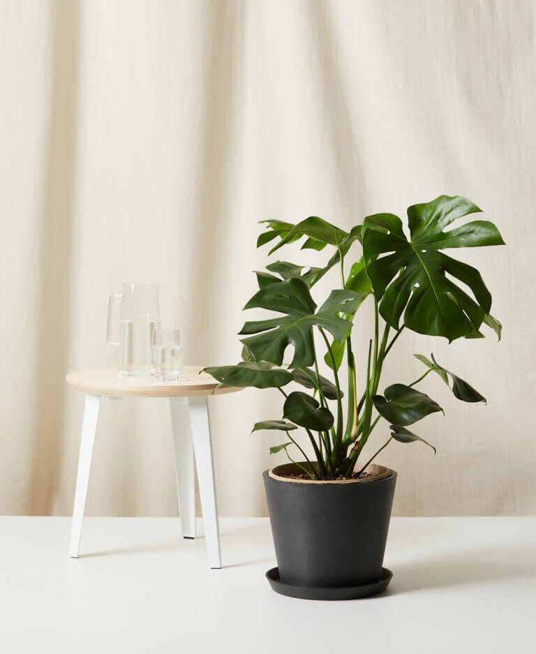 Money Tree 101: How to Care for Money Trees | Bloomscape