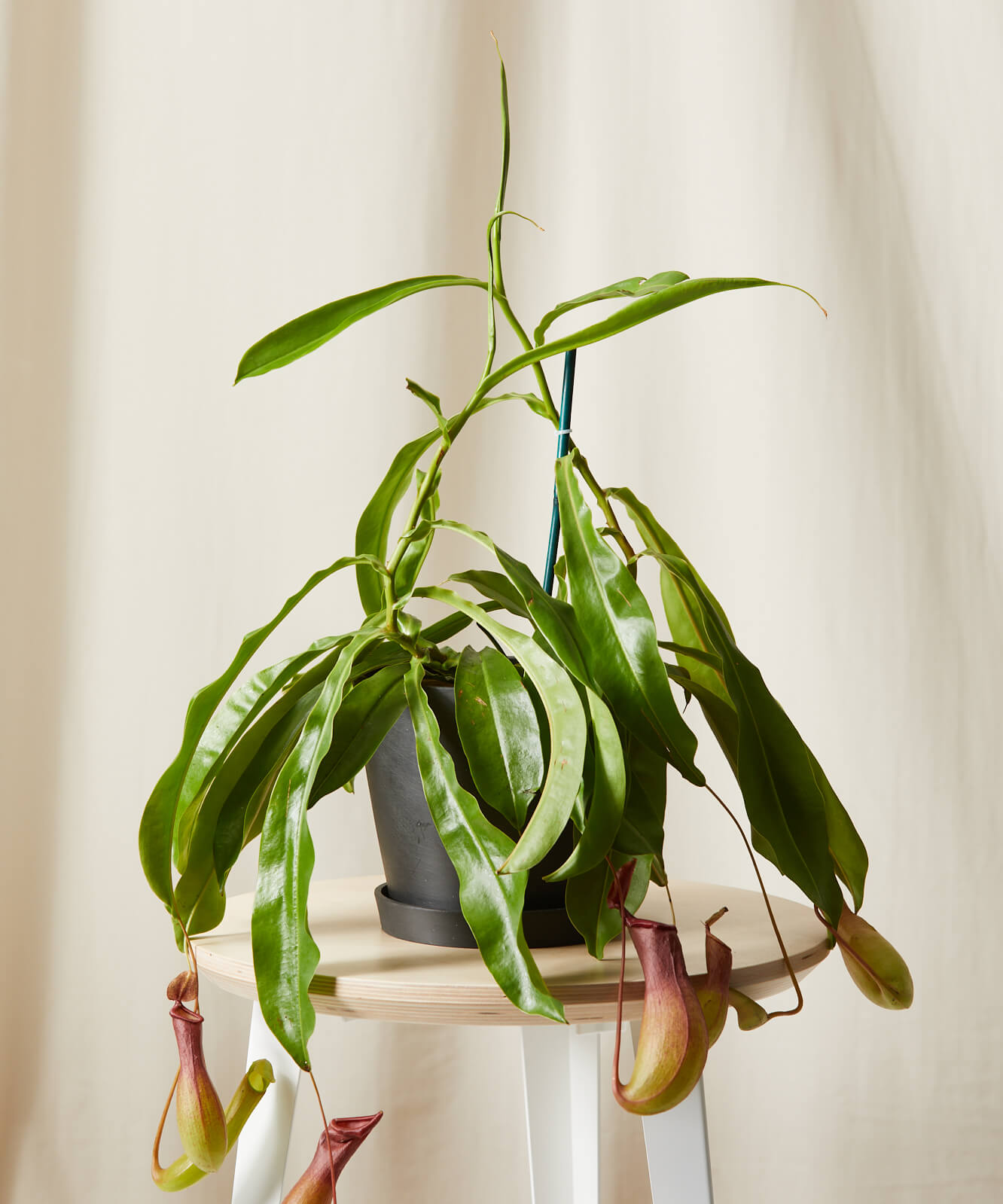 Why are the pitchers on my Pitcher Plant brown and crispy? - Bloomscape