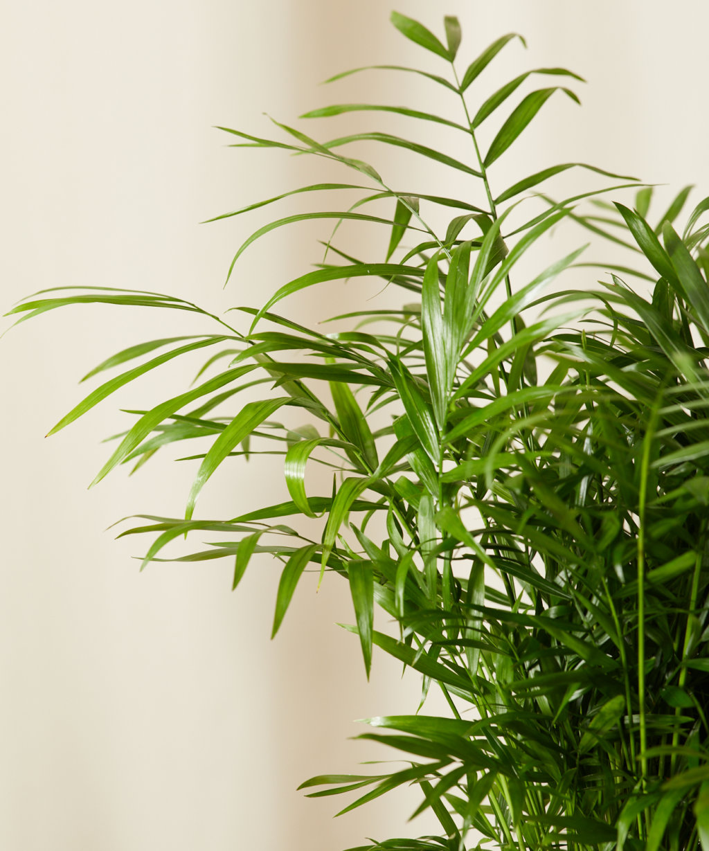 Buy Potted Parlor Palm Indoor Plant | Bloomscape