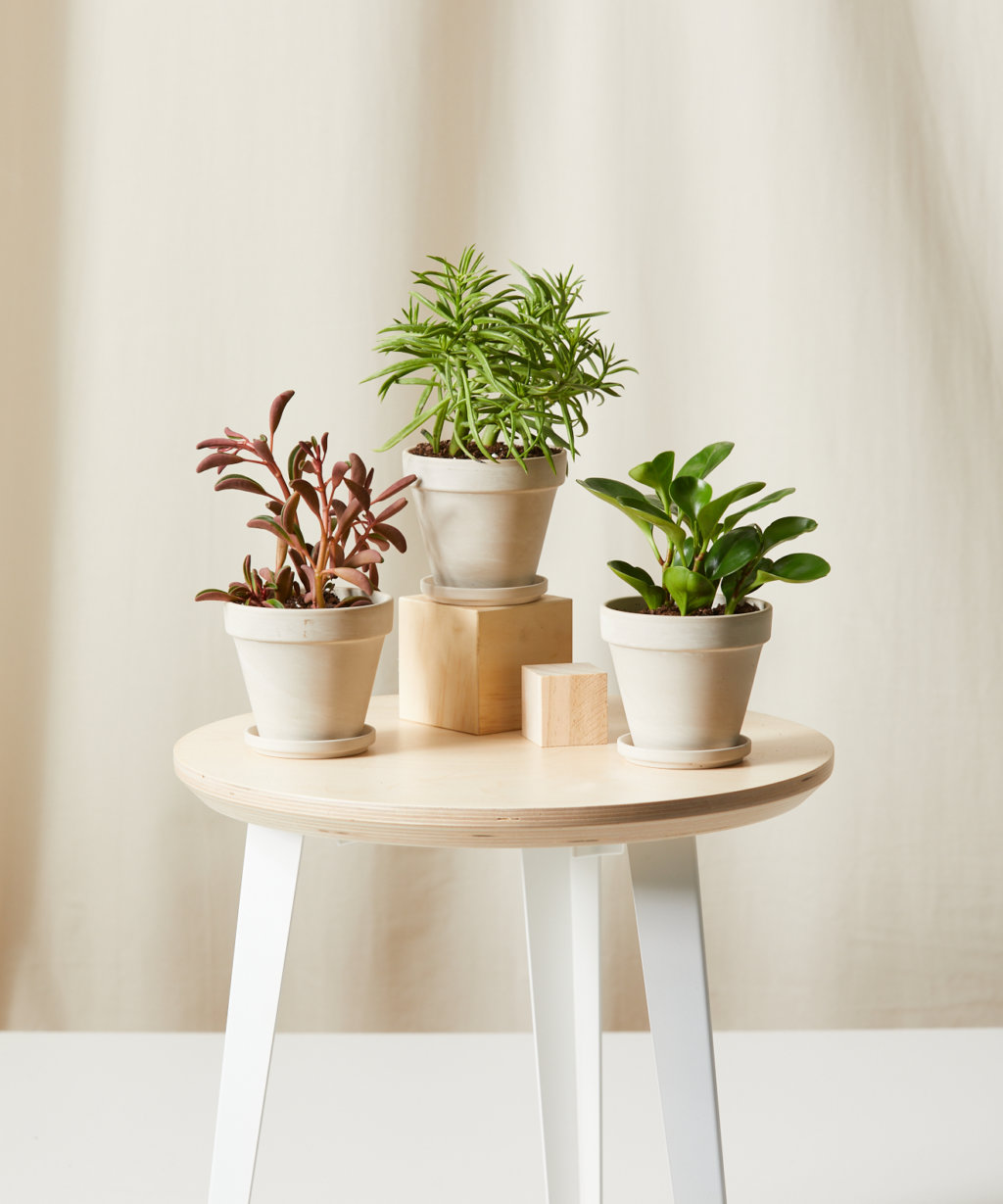 15 Pet-Friendly Plants Safe for Cats and Dogs | Bloomscape
