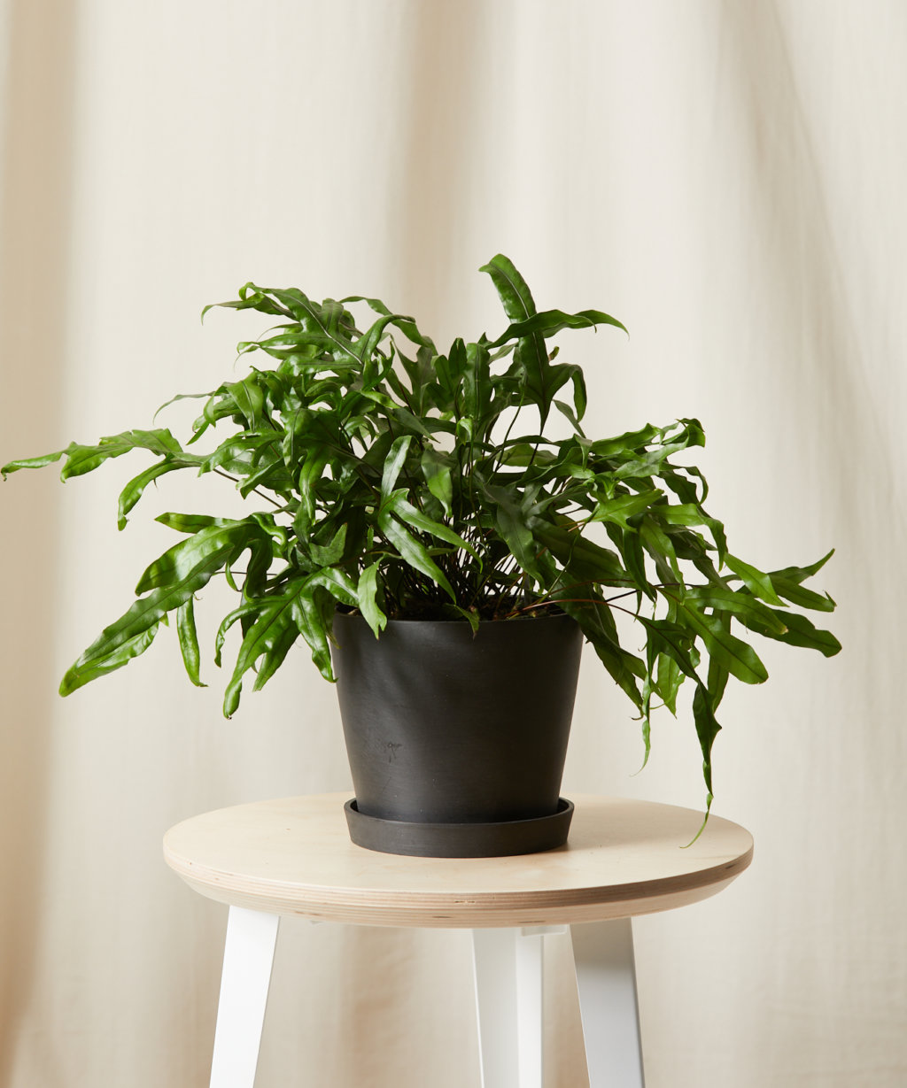 Arrowhead Plant Care Guide | Bloomscape