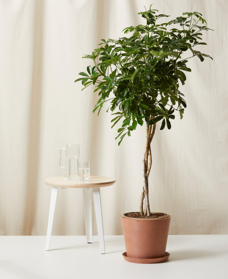 Bloomscape | Home Ready Plants Delivered to Your Door