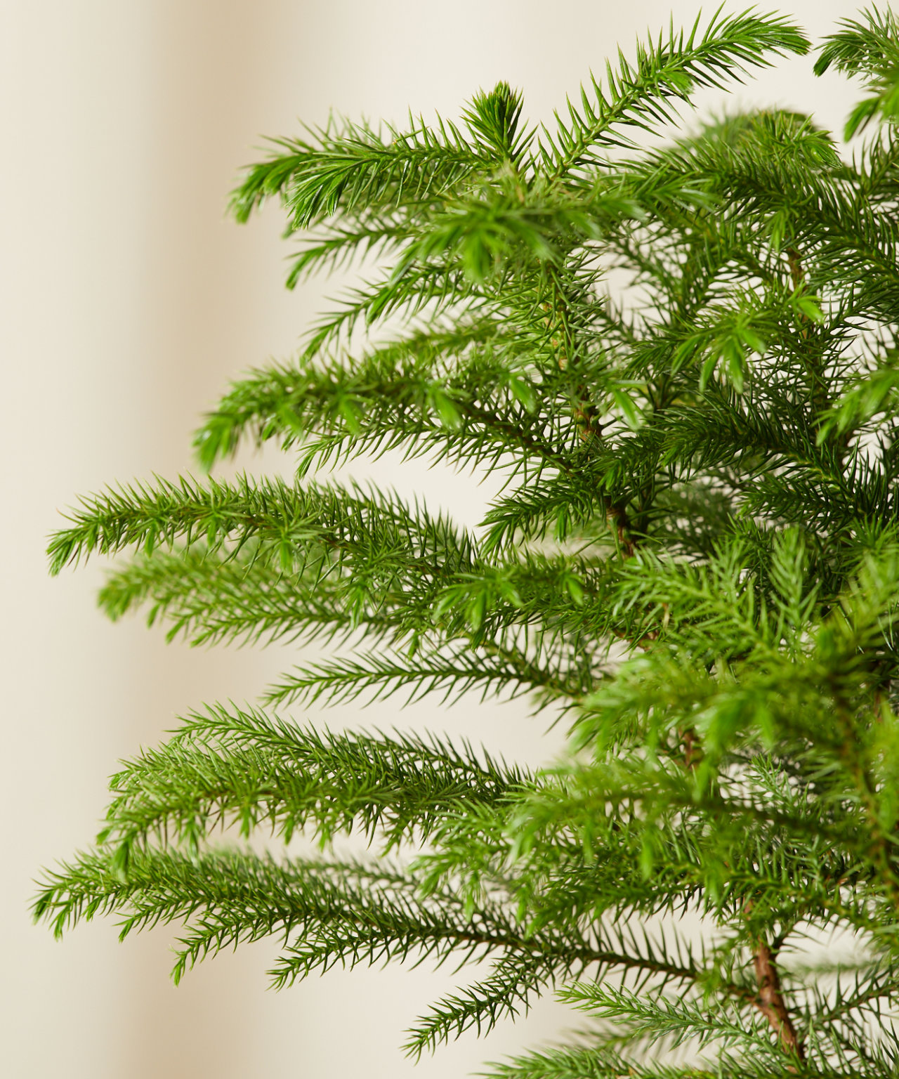 Buy Potted Norfolk Pine Tree Indoor Plant | Bloomscape