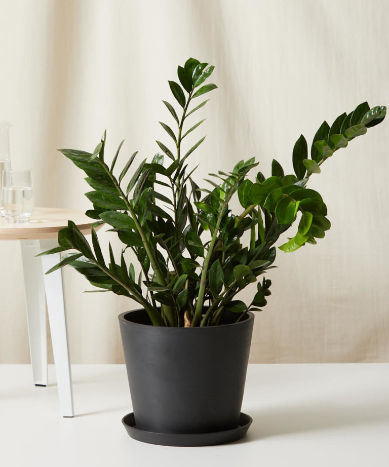 Buy Potted ZZ Plant Indoor Plant | Bloomscape